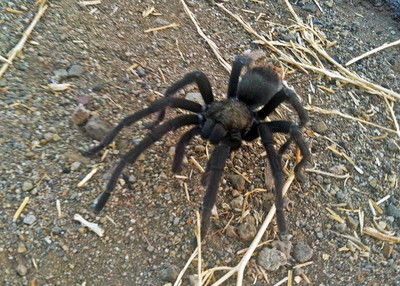 Hikers warned: Tarantulas looking for love | The Arkansas Democrat ...