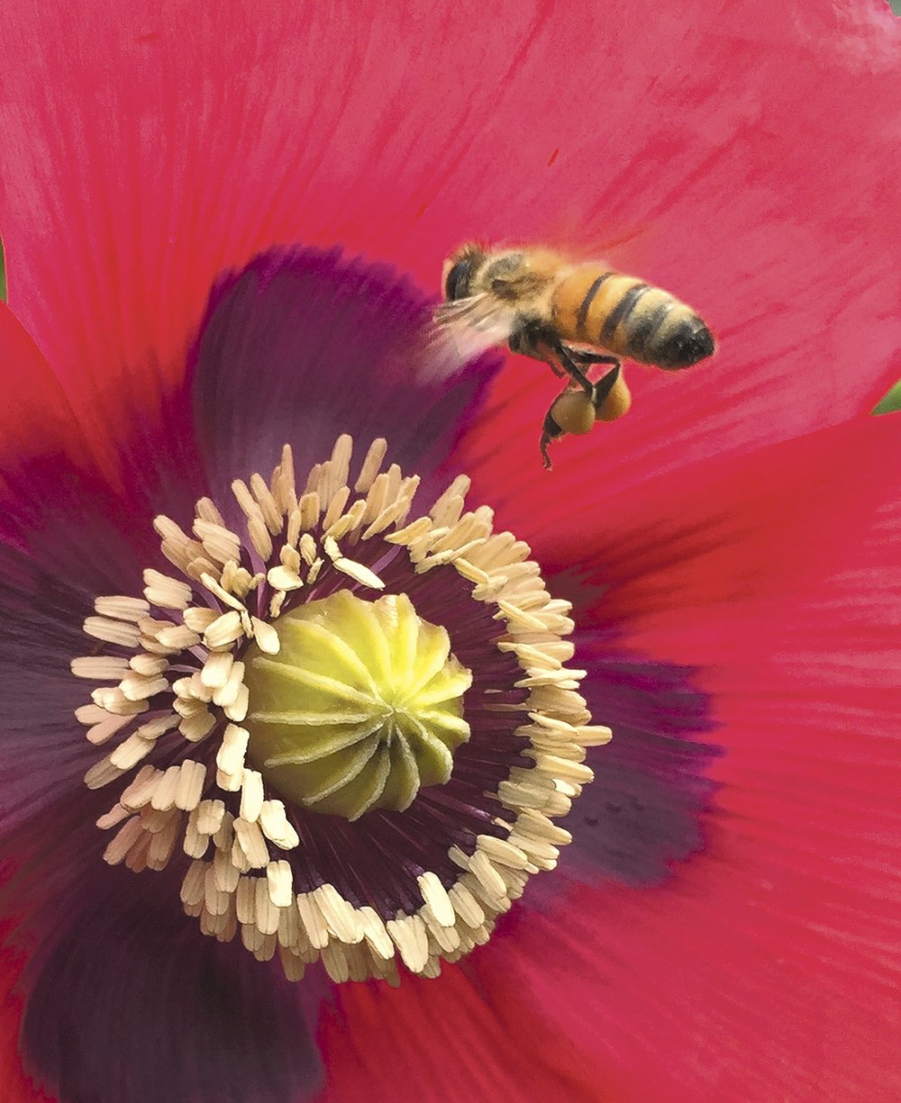 Bee-utiful Eureka Springs