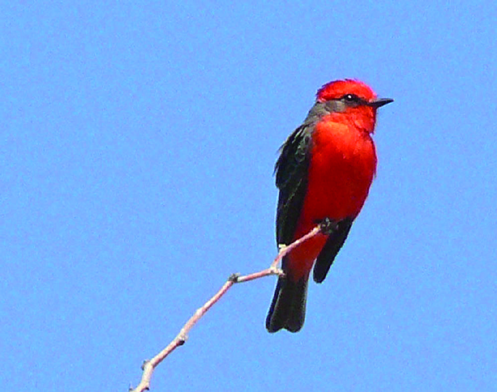 North America has big flycatcher family