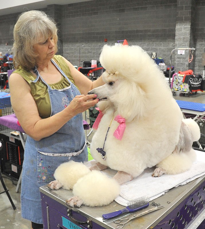 Poodle primping | Hot Springs Sentinel Record