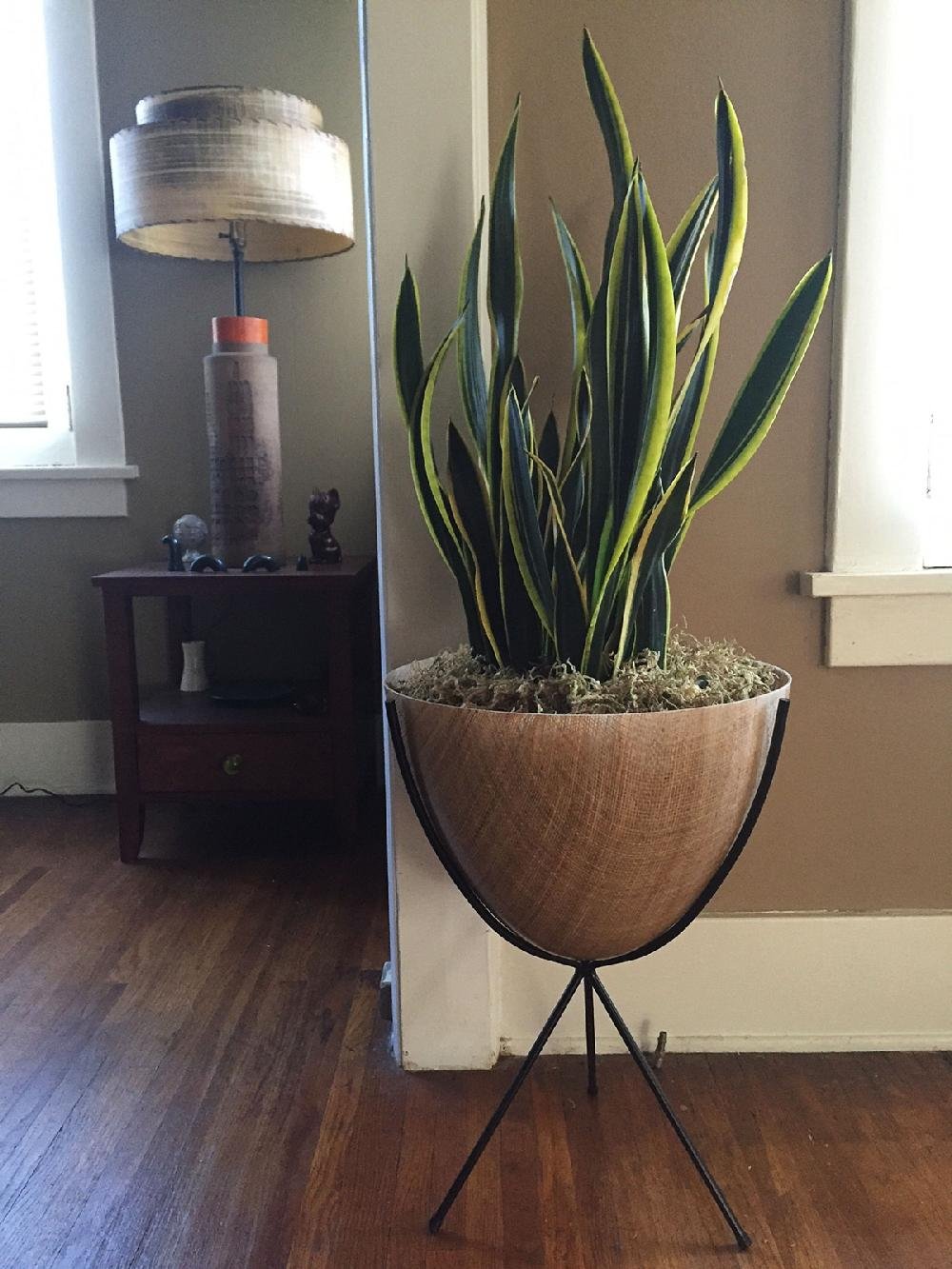 Use wall niches, floating shelves to display plants