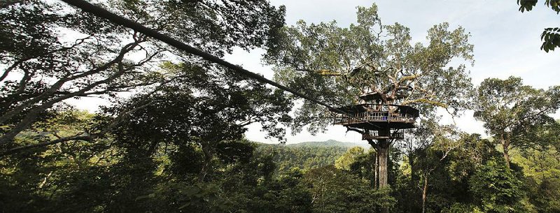 Treetop honeymoon | The Arkansas Democrat-Gazette - Arkansas' Best News ...