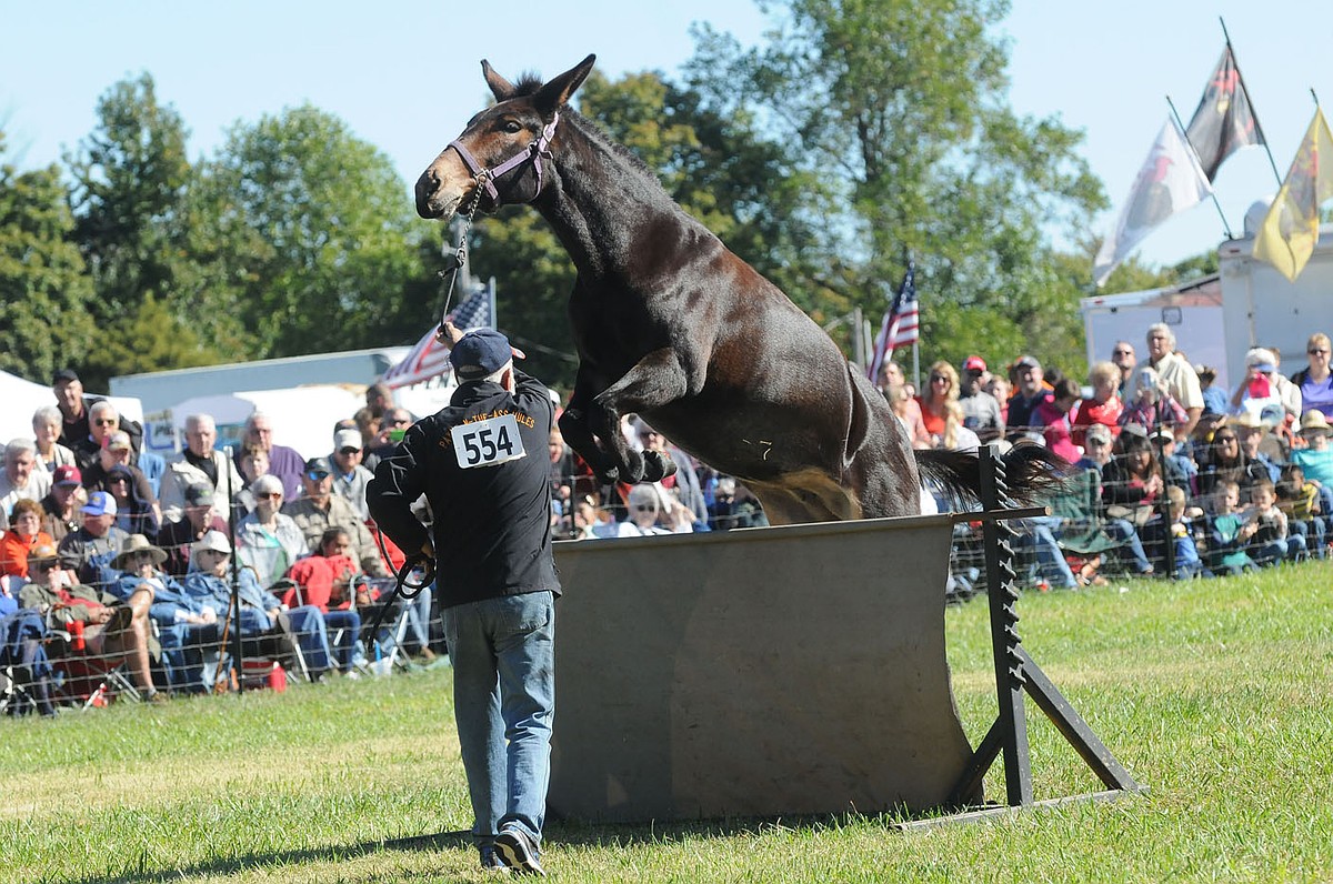 Pea Ridge's annual mule jump draws laughs, cheers | Northwest Arkansas ...