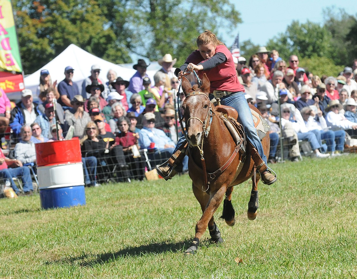 Mules who jump, and those who don't, an Arkansas tradition | The ...
