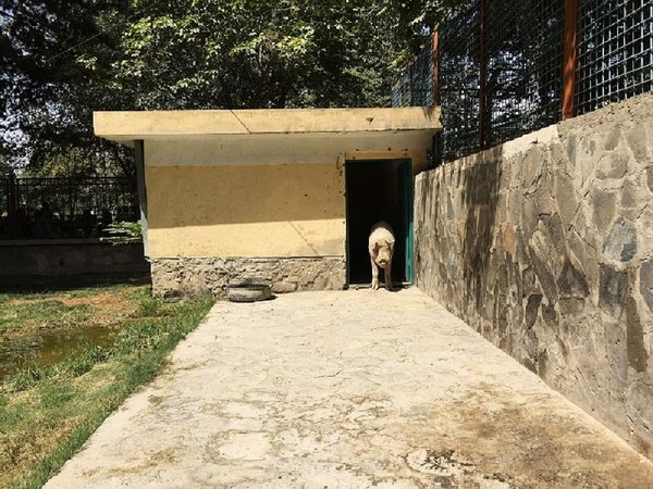 Afghanistan's only pig is zoo curiosity