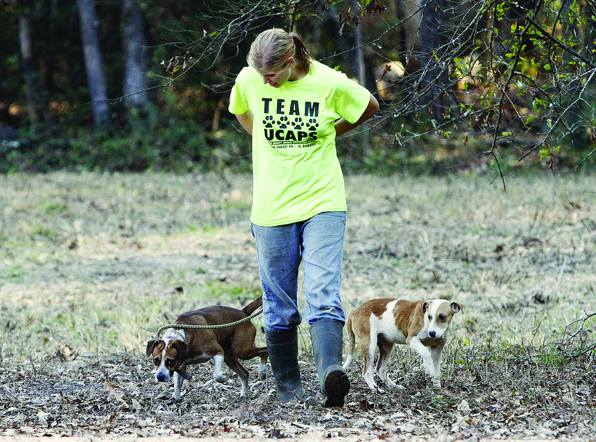 UCAPS holds low-cost spay/neuter clinics | El Dorado News