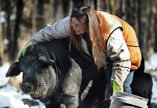 Breeder aims to serve up rare pig; farmer says it will disappear if ...