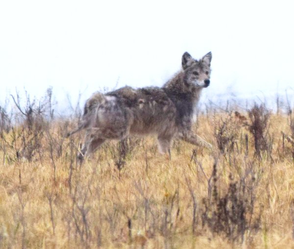 Are there wolves in Arkansas? | Westside Eagle Observer
