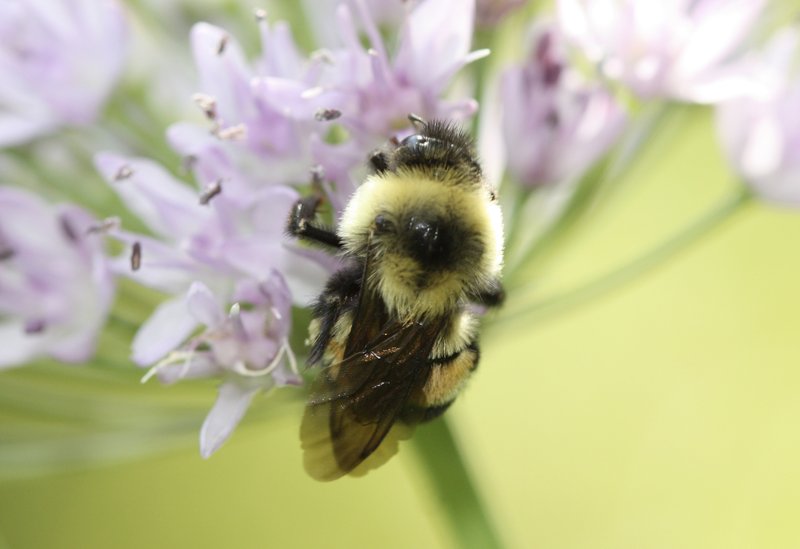 Rusty patched bumblebee now an endangered species | Hot Springs ...