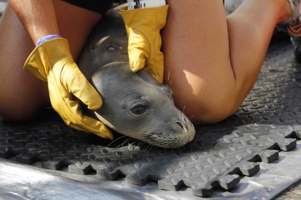 Endangered seal population rises to 1,400, officials say | Hot Springs ...