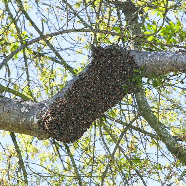 Meeting of the Bees | El Dorado News