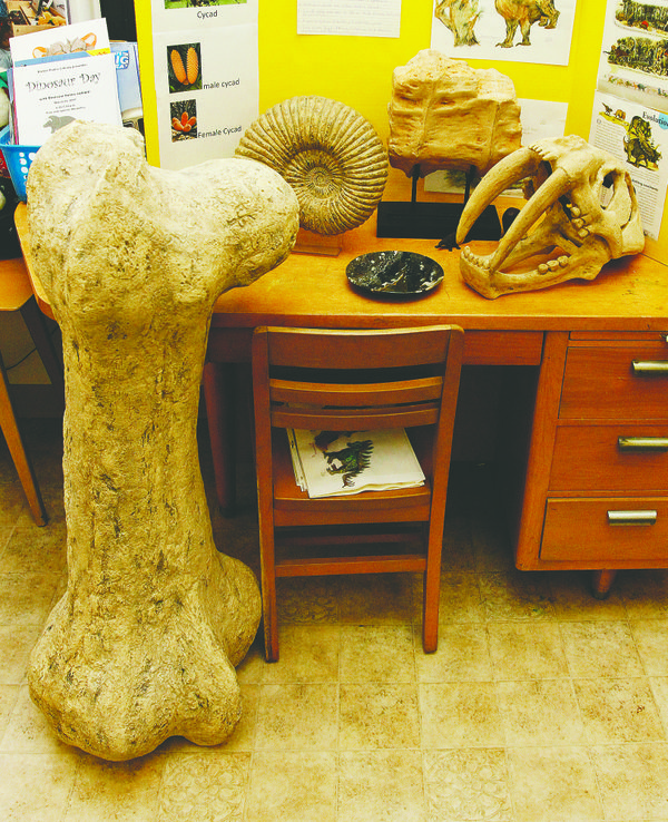 Dino bone on display