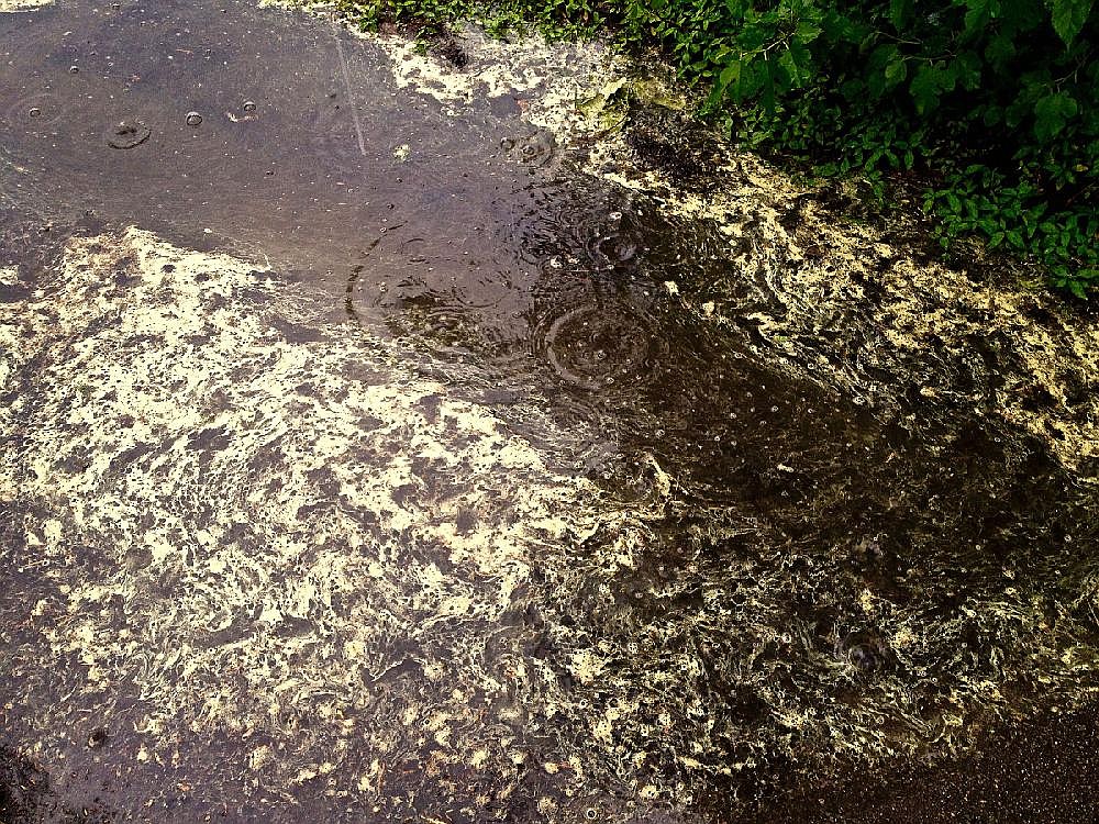 Plethora of pollen produces putrid puddles | Northwest Arkansas ...