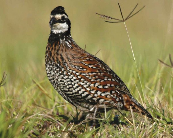 Bobwhite initiative takes flight in NW Arkansas; AGFC says to leave ...