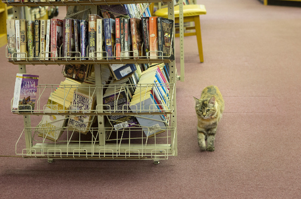 Feline who stayed in Arkansas library evicted; 'cat-free environment ...