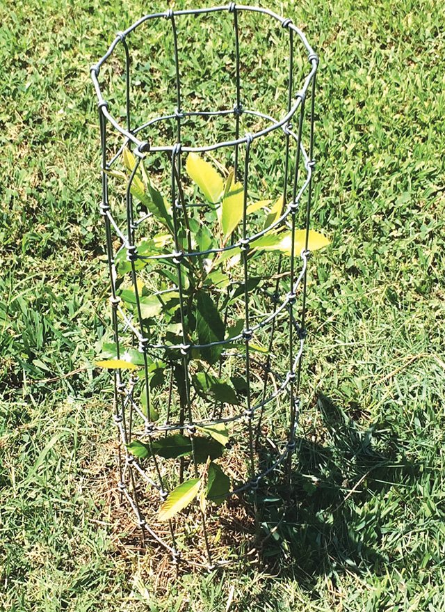 Newly-planted chinquapin seedlings thriving in Columbia County ...