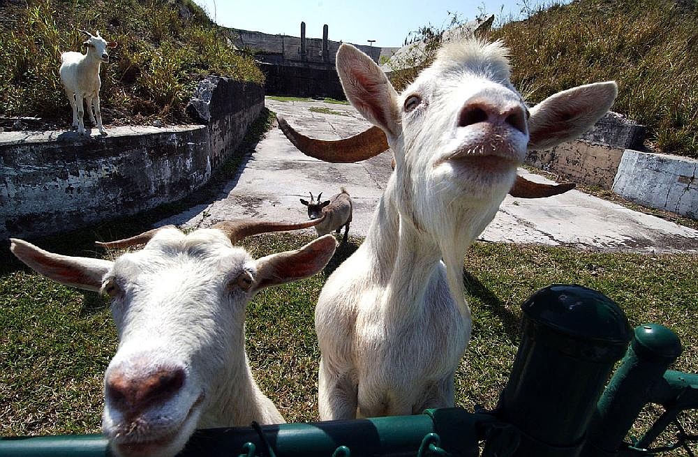 Guard goats proposed to protect Commandments | The Arkansas Democrat ...