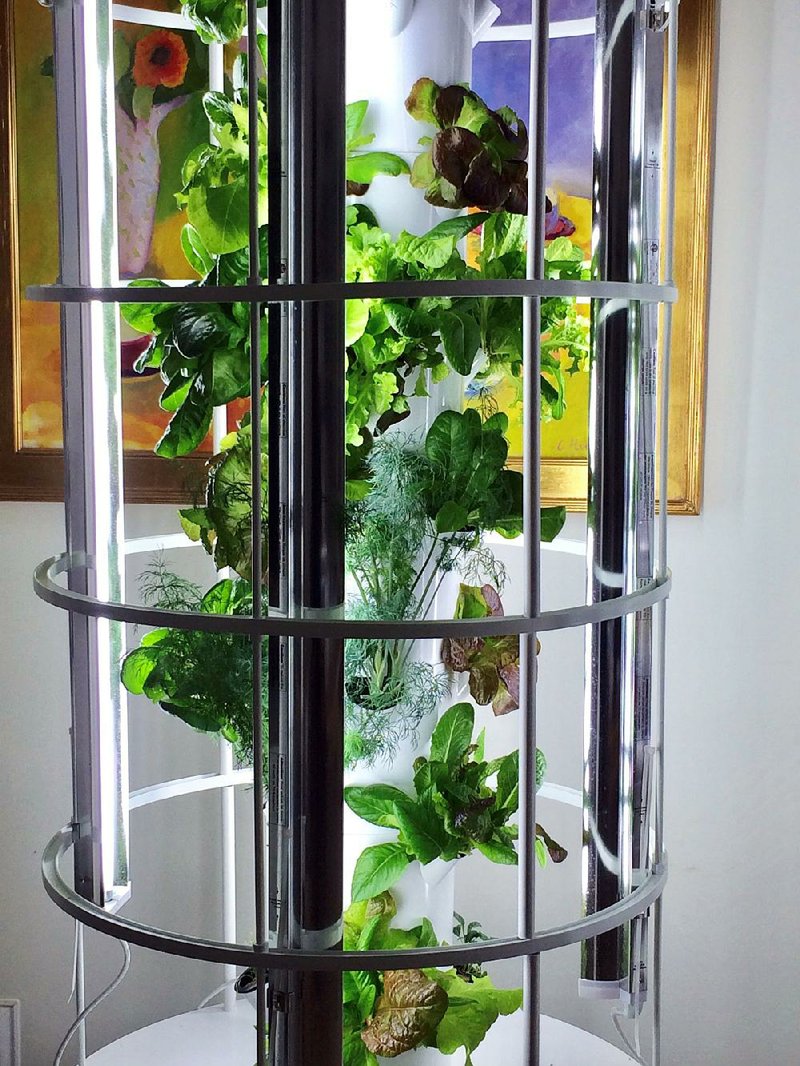 Bringing a garden inside the kitchen