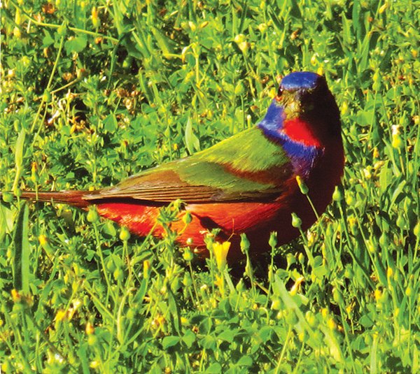 A backyard bird sanctuary and then some