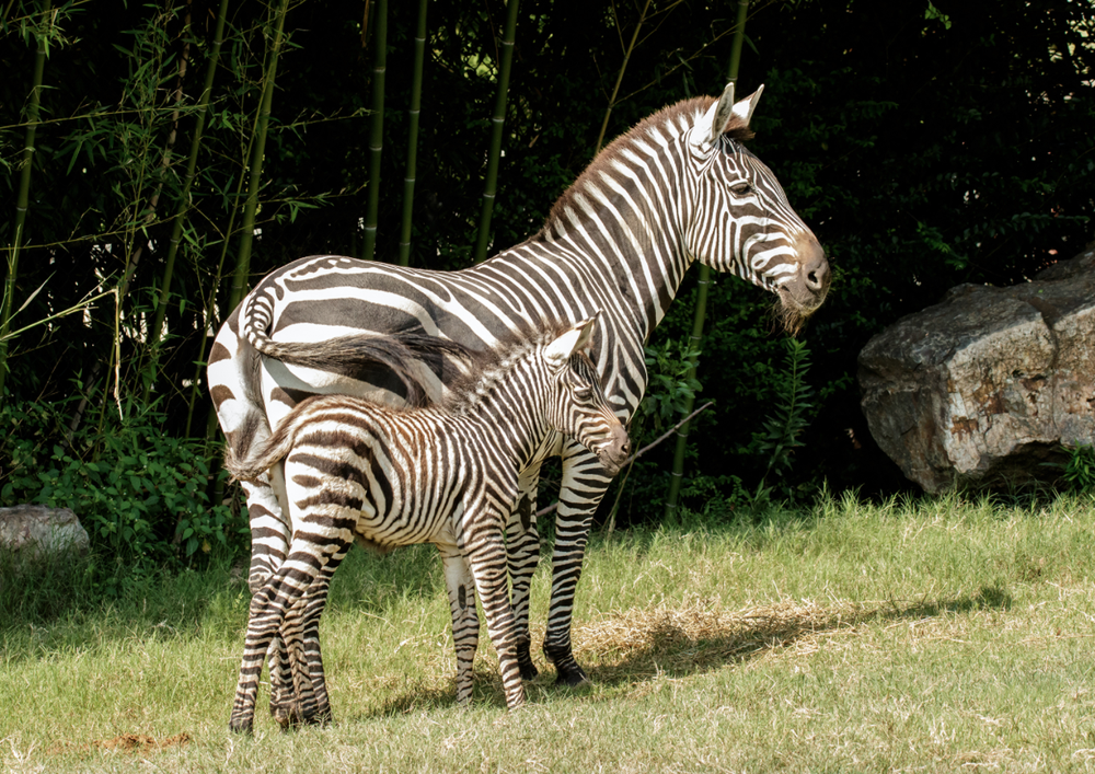 PHOTOS: New baby zebra 'healthy, active and exploring' exhibit at ...