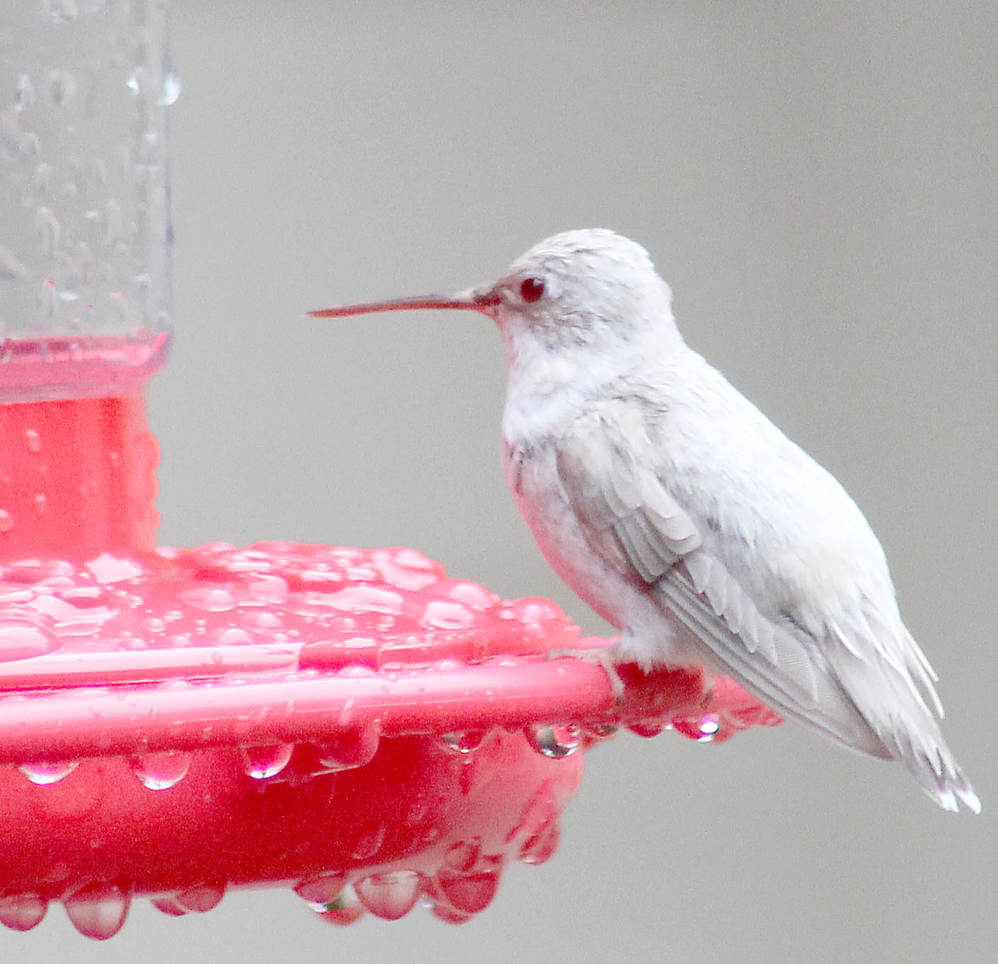 Albino Hummingbird Hoax