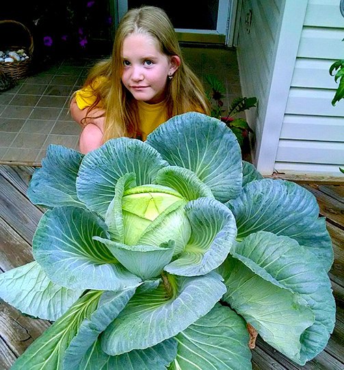Cabbage planter | Hot Springs Sentinel Record