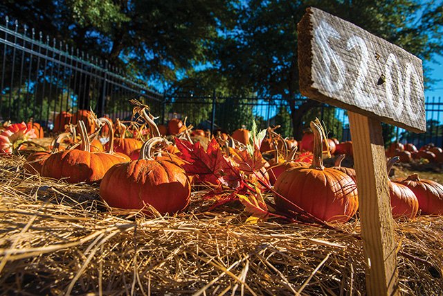 Asbury Church Pumpkin Patch | Magnolia Banner News