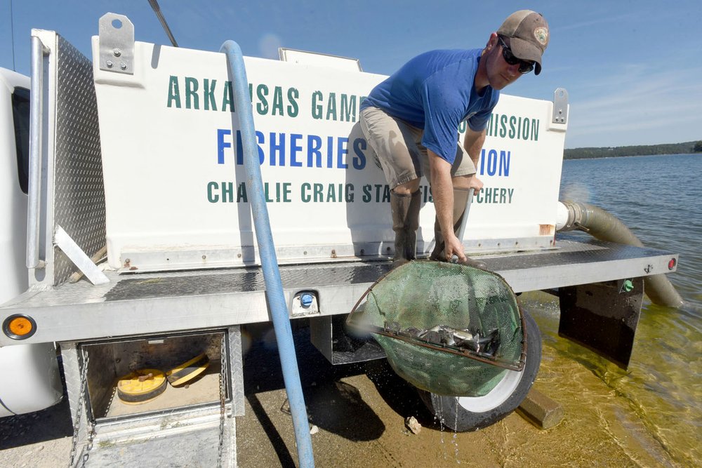 Catfish study targets Beaver Lake population