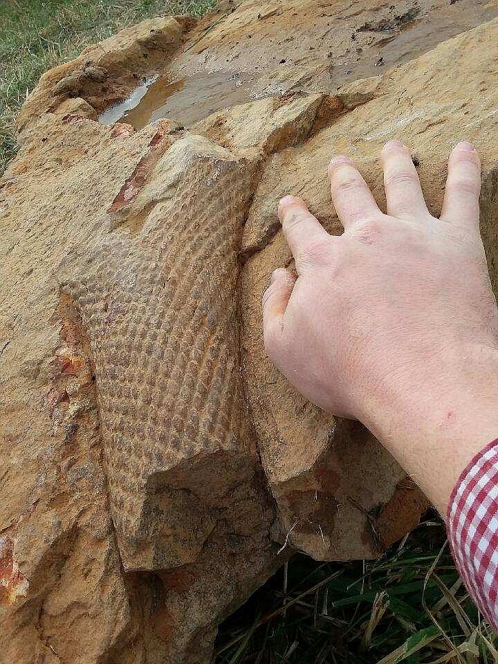 PHOTO: Fossil that's 300 million years old found during Arkansas ...