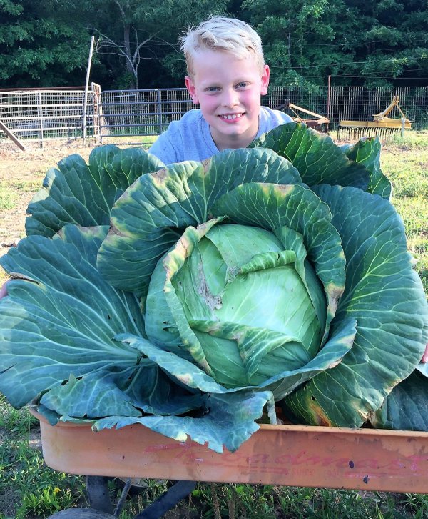 PHOTO: Third-grader wins prize with 17.5-pound cabbage, joins thousands ...