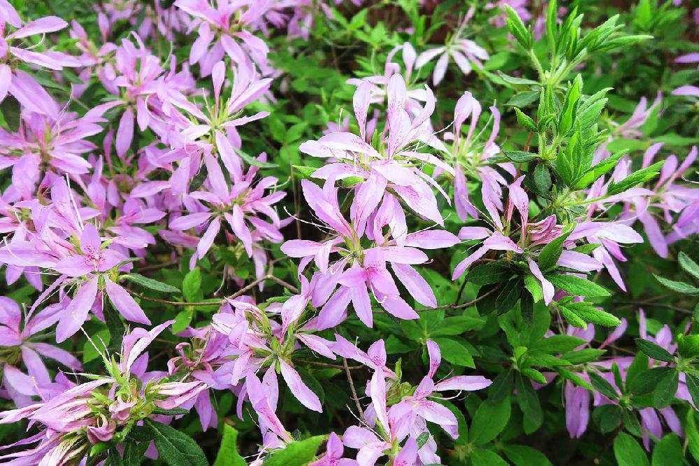 Amazing azaleas: Simple guidelines can help keep your landscape lush ...