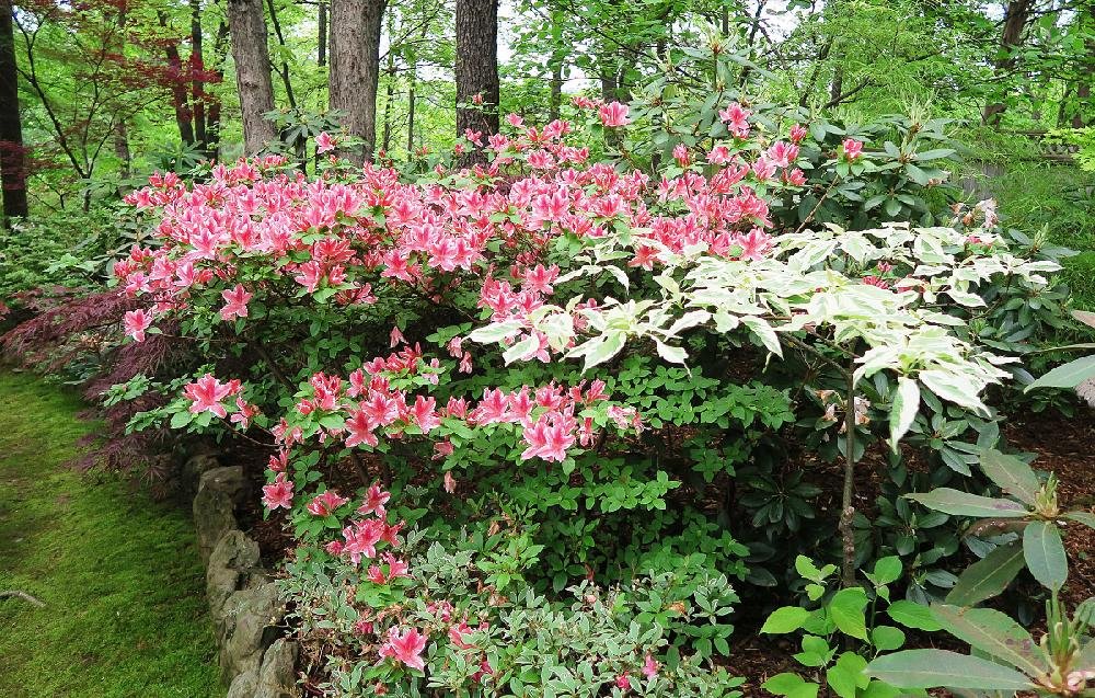 Amazing azaleas: Simple guidelines can help keep your landscape lush ...