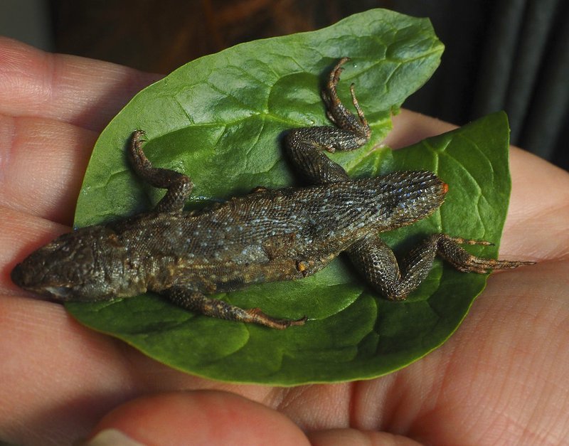 PHOTO: Woman says store-bought lettuce had a 3-inch lizard in it