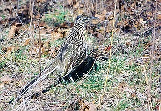Cool facts about Arkansas roadrunners | The Arkansas Democrat-Gazette ...
