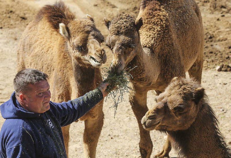 PHOTO: Sally, June, Stella are Little Rock Zoo's new camels | The ...