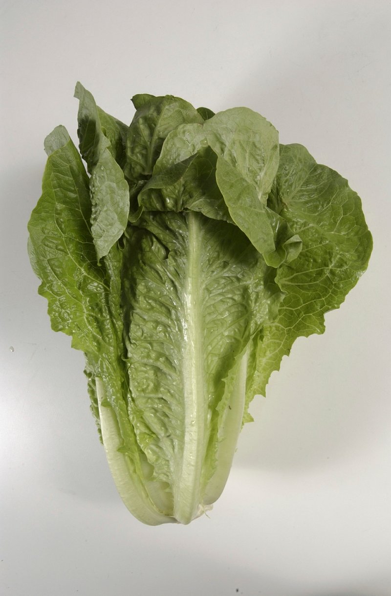 Five Dead Nearly 200 Sickened In Romaine Lettuce Outbreak five-dead-nearly-200-sickened-in-romaine-lettuce-outbreak