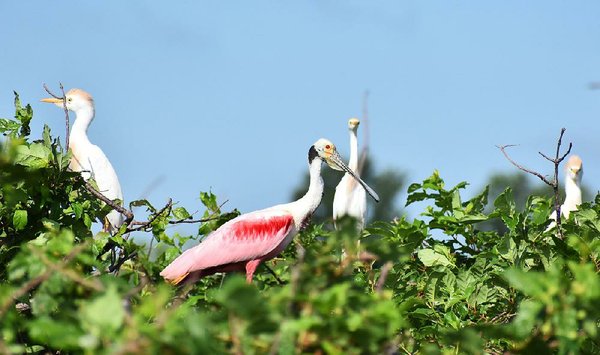Bird oasis: Arkansas family making big effort for bobwhites | Northwest ...