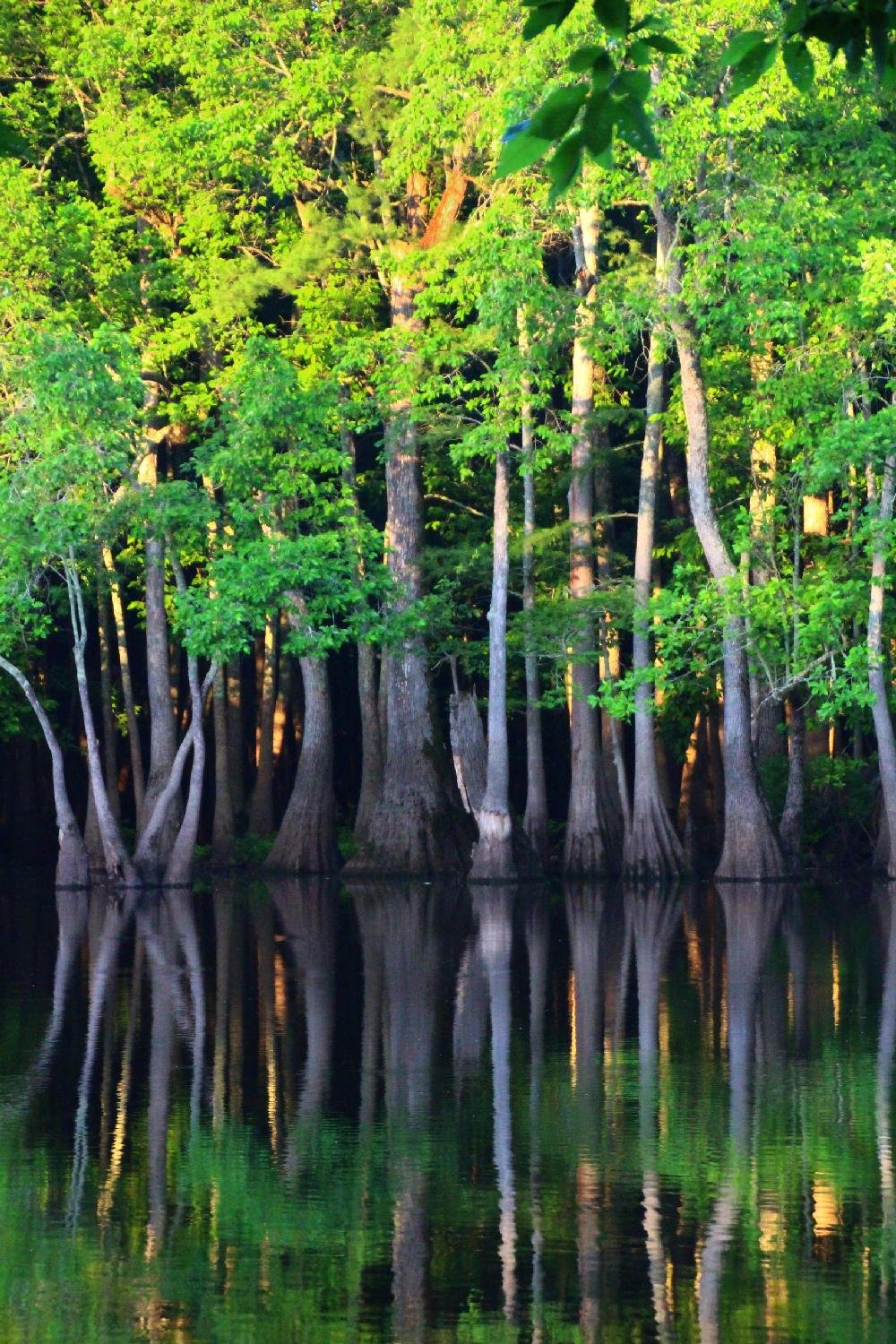 Bayou DeView Water Trail | The Arkansas Democrat-Gazette - Arkansas ...