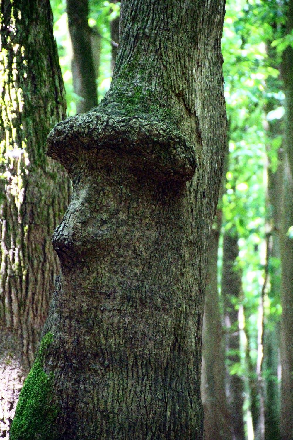 PHOTOS: Mysterious and majestic, bayou offers eye-popping adventure ...