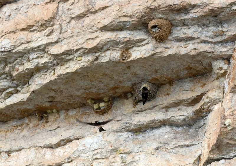 Feathered cliff dwellers at home on Beaver Lake | The Arkansas Democrat ...