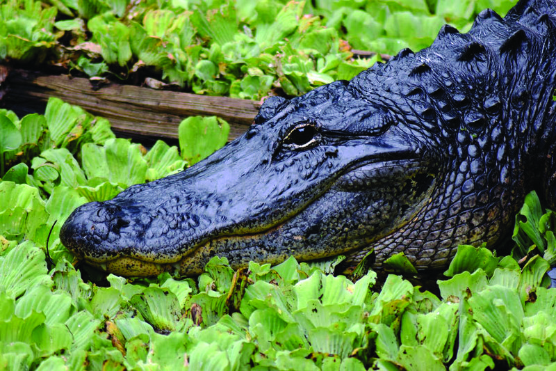 Petition asks AGFC for help dealing with Lake Erling alligator problem ...