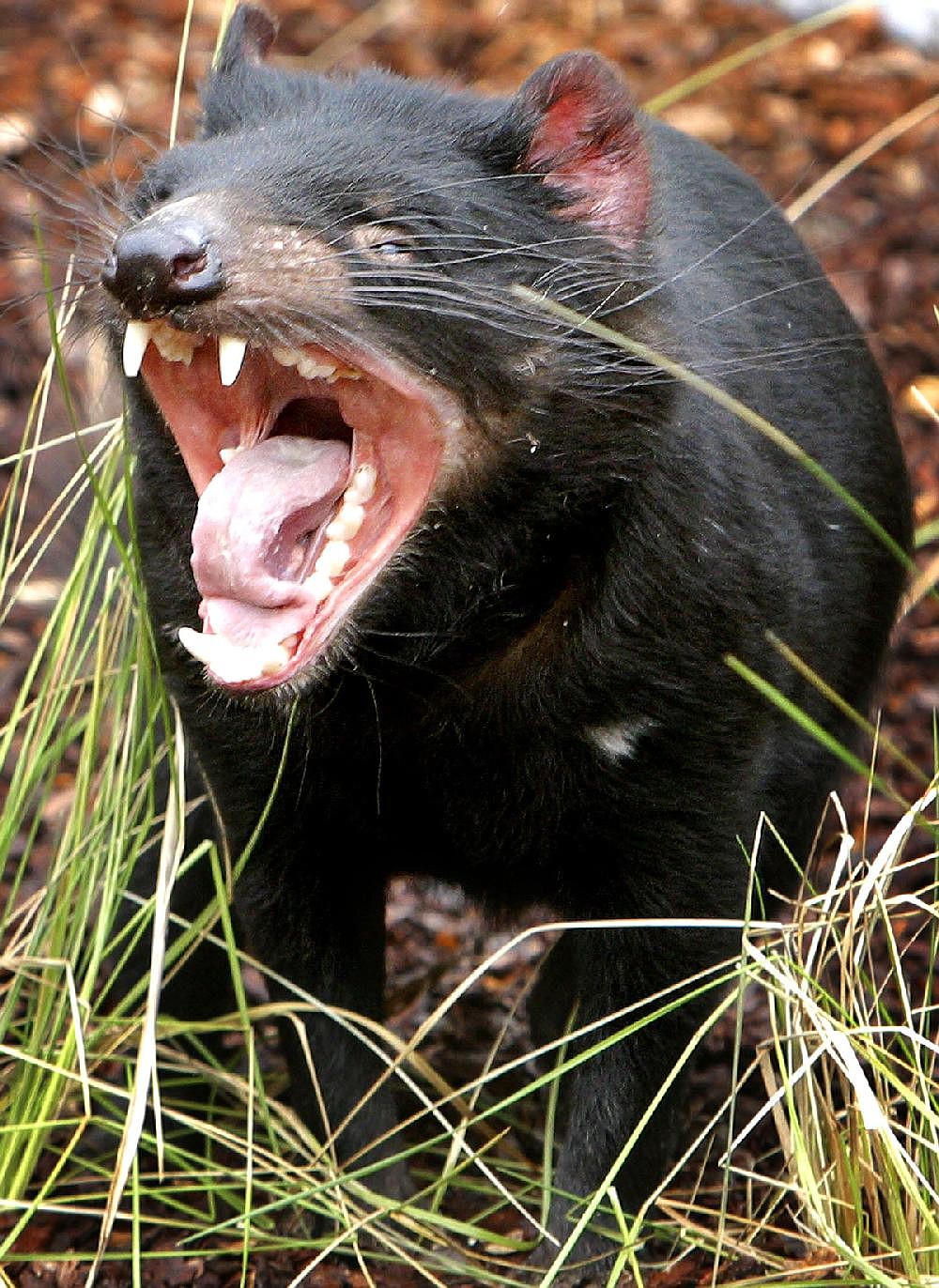 Jacksonville to debut Tasmanian Devil mascot | The Arkansas Democrat ...