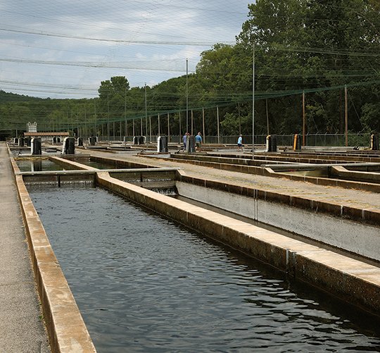 Norfork National Fish Hatchery produces millions of trout