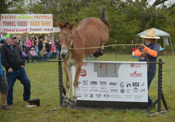 PHOTOS: Competition kicks into high gear at the Pea Ridge Mule Jump ...