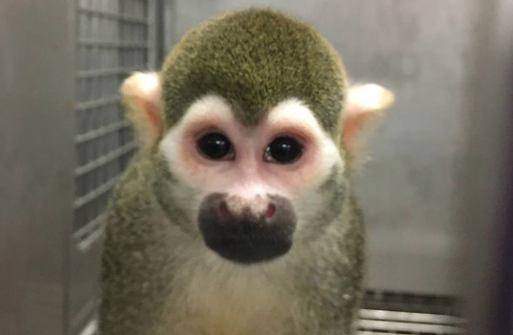 PHOTOS: Former nicotine research monkeys at Arkansas lab moved to ...