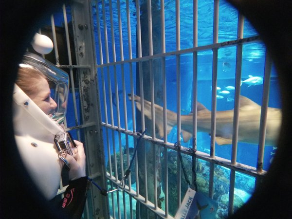 VIDEO: Dive Right In | The Arkansas Democrat-Gazette - Arkansas' Best ...