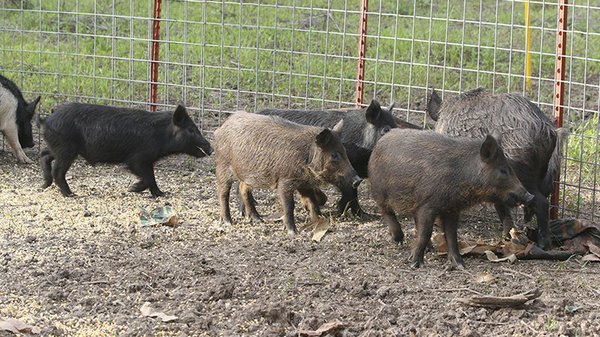 $75M available for Arkansas private landowners to combat feral hogs ...