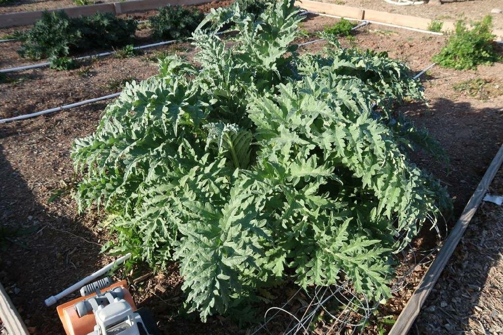 Gilbert Arizona Agritopia | The Arkansas Democrat-Gazette - Arkansas ...