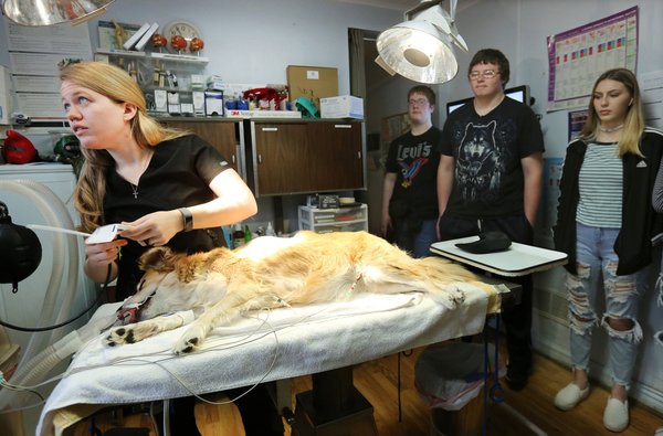 PHOTOS: Students job shadow at veterinarian office in Farmington ...