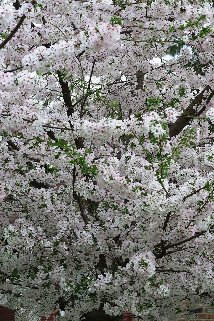 Flowering Cherry Trees are Blooming Now | The Arkansas Democrat-Gazette ...